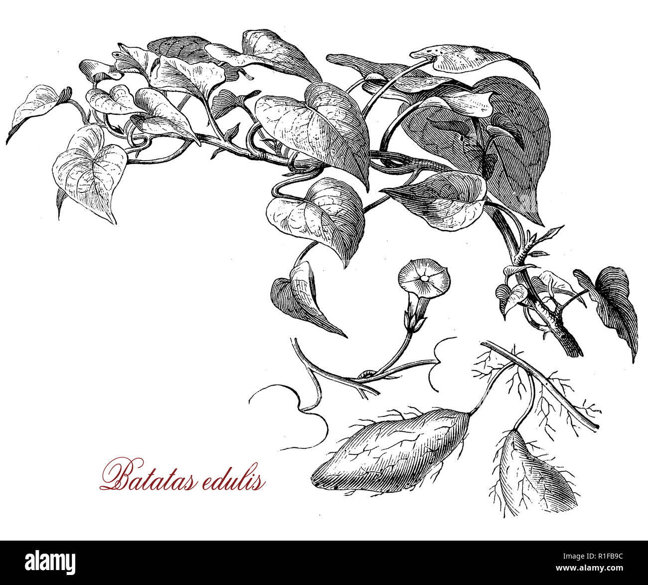 Sweet Potato Plant Drawing