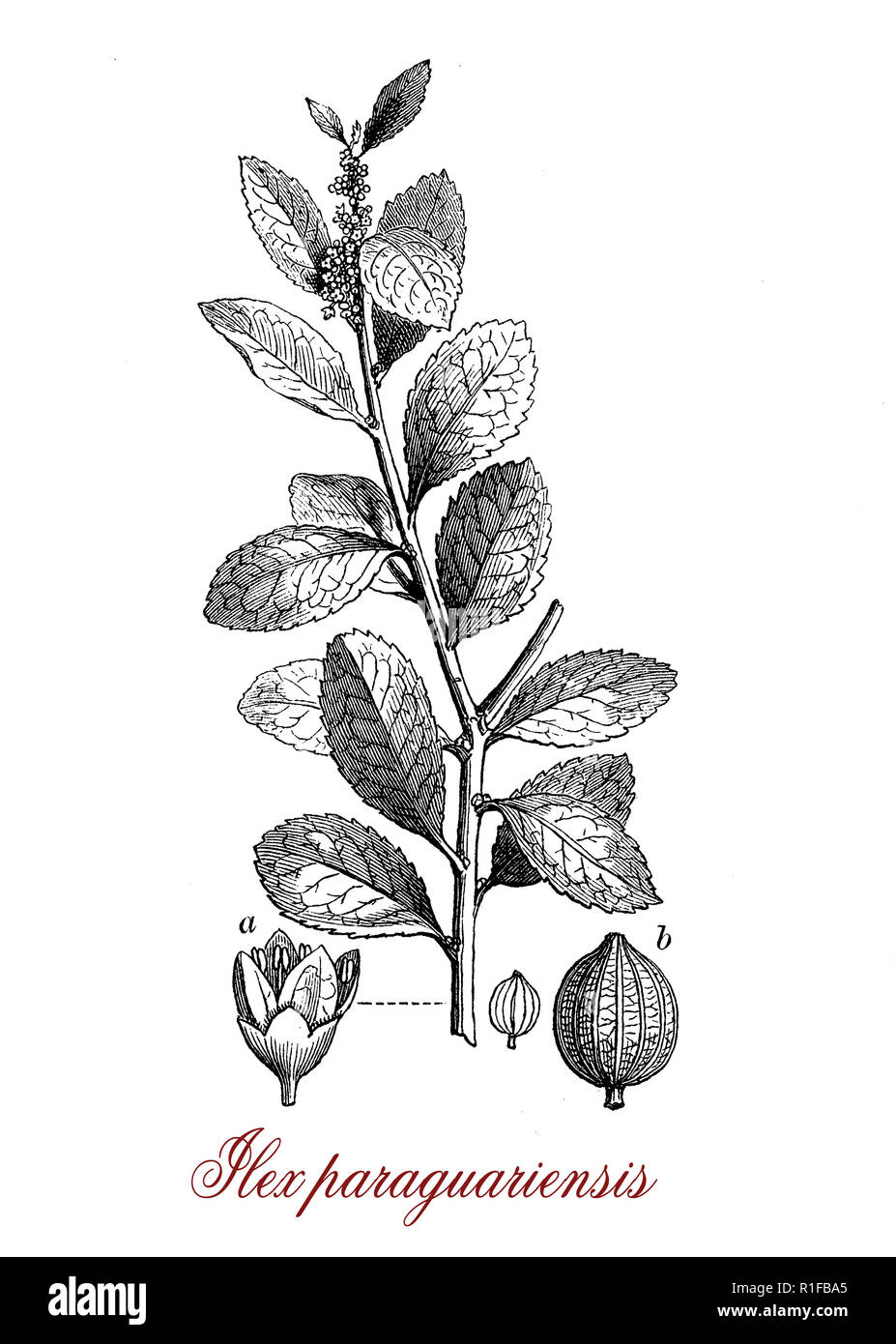 Vintage botanical engraving of Yerba mate, shrub native to South ...