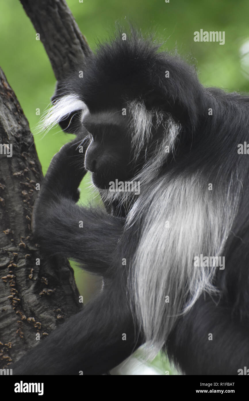 Black and white colobus monkey sitting and resting in the crook of a ...