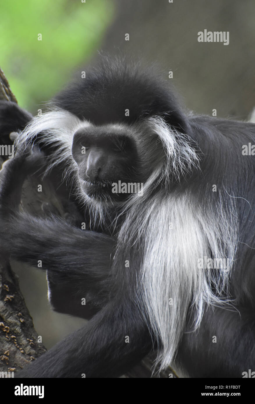 Long fur down the back of a colobus monkey Stock Photo - Alamy