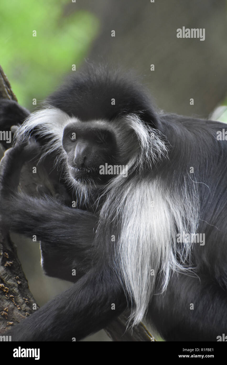 Hairy monkey feet hi-res stock photography and images - Alamy
