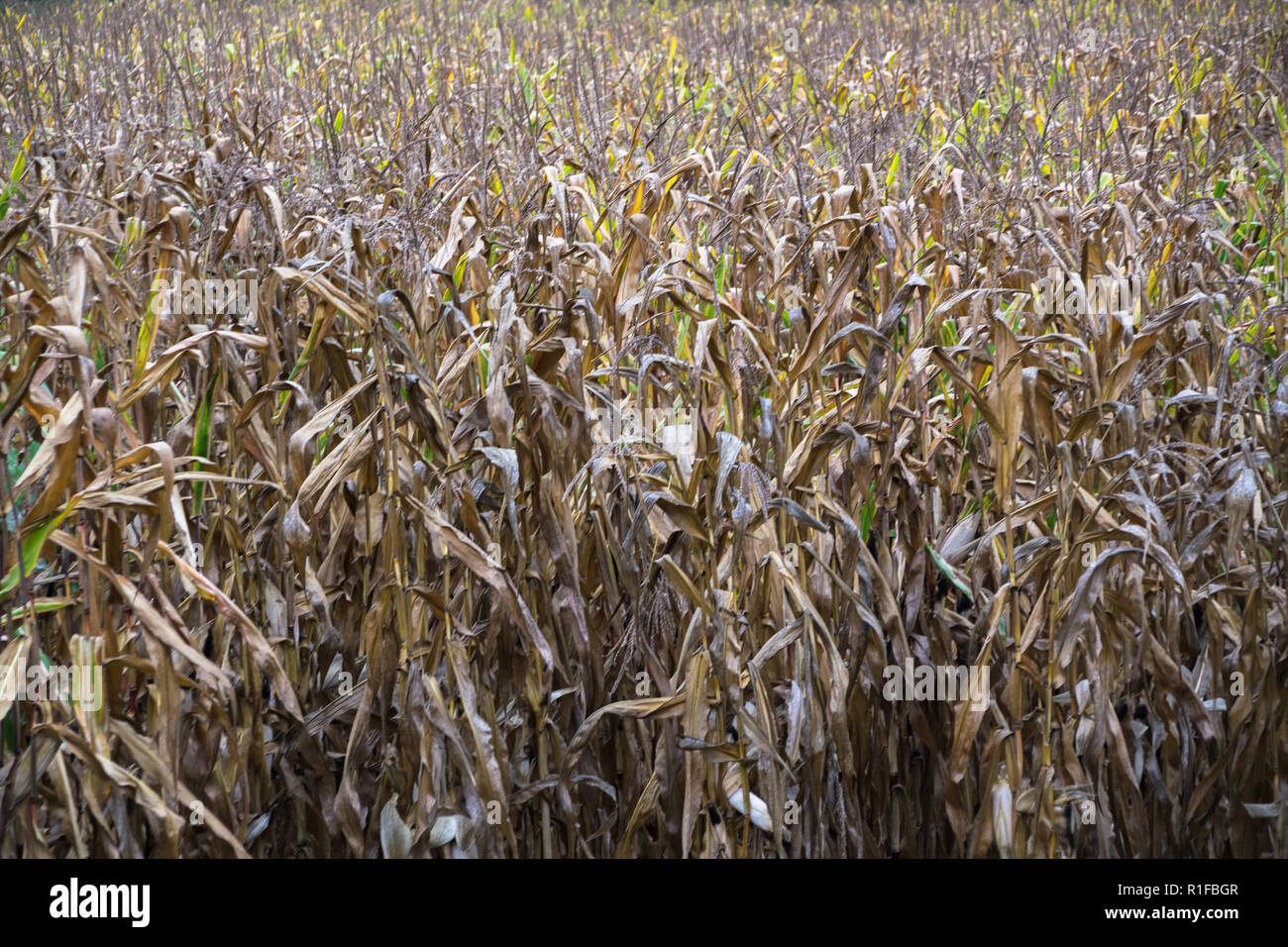 Withered corn field hi-res stock photography and images - Alamy