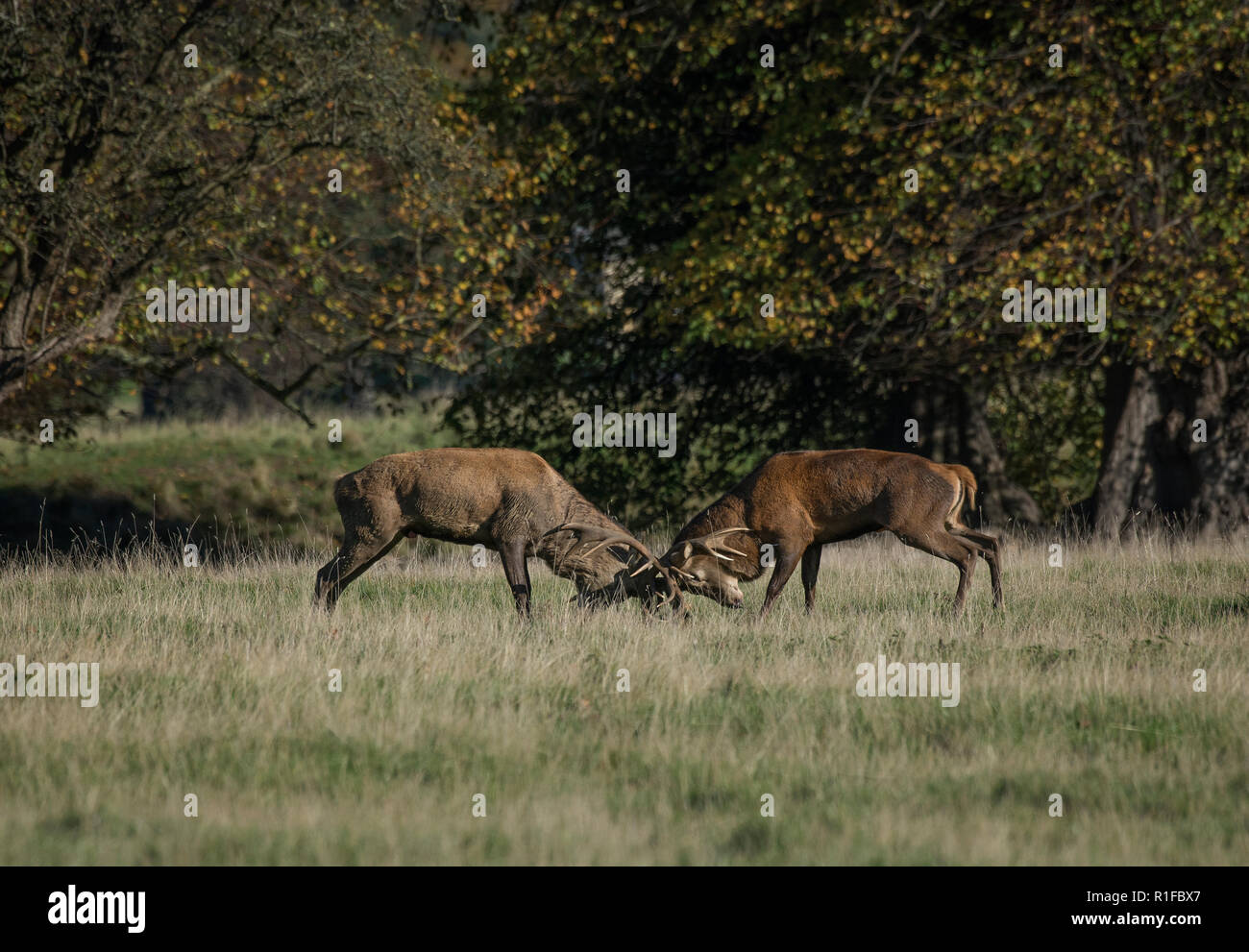 Antler clash hi-res stock photography and images - Alamy