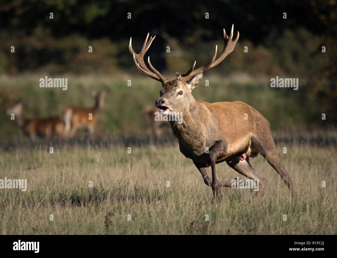 Red deer stag, during the rut, Curvus elaphus, Fountains Abbey, north ...