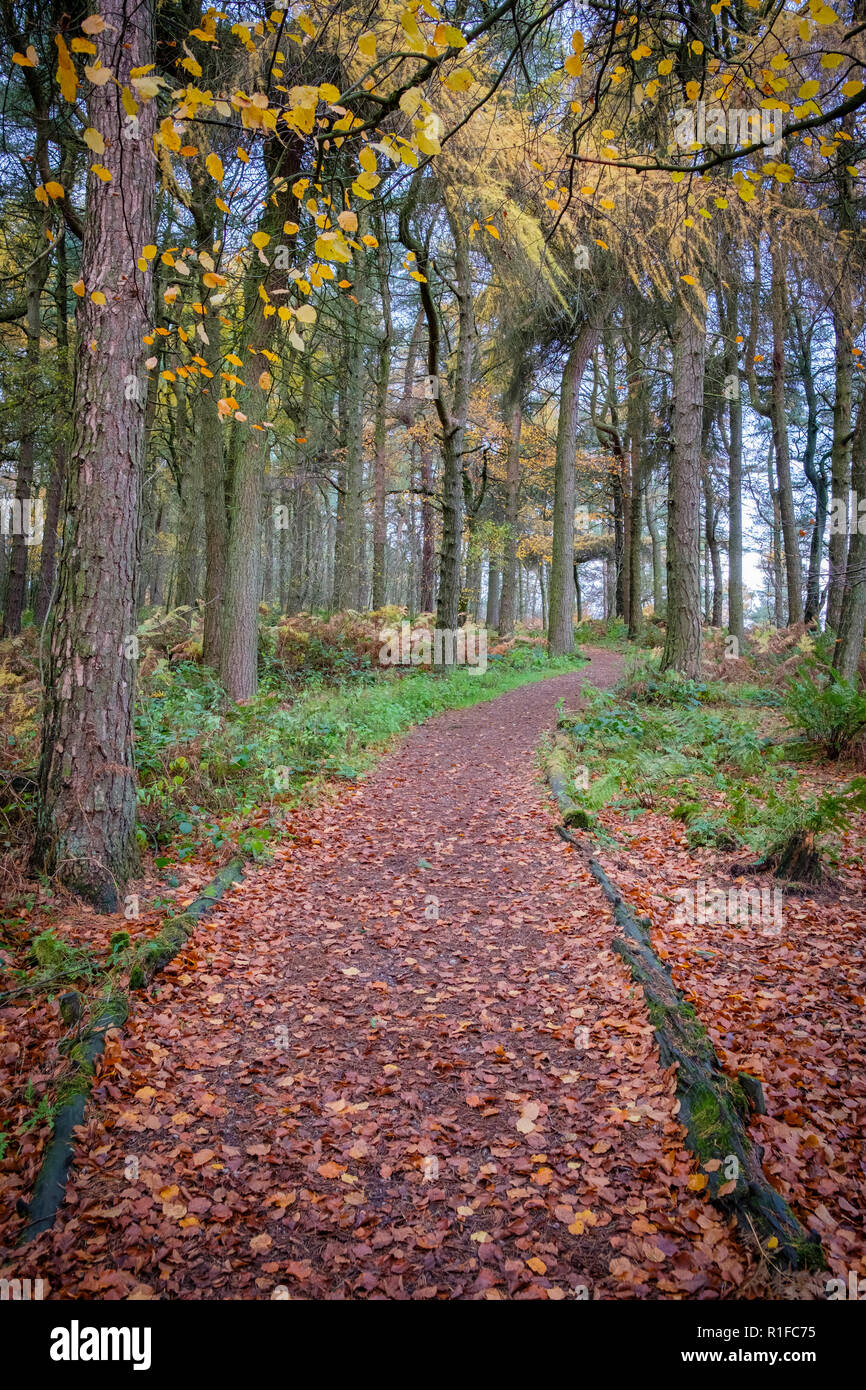 Autumnal scenes at Ogden Water nature reserve, Halifax, UK Stock Photo ...