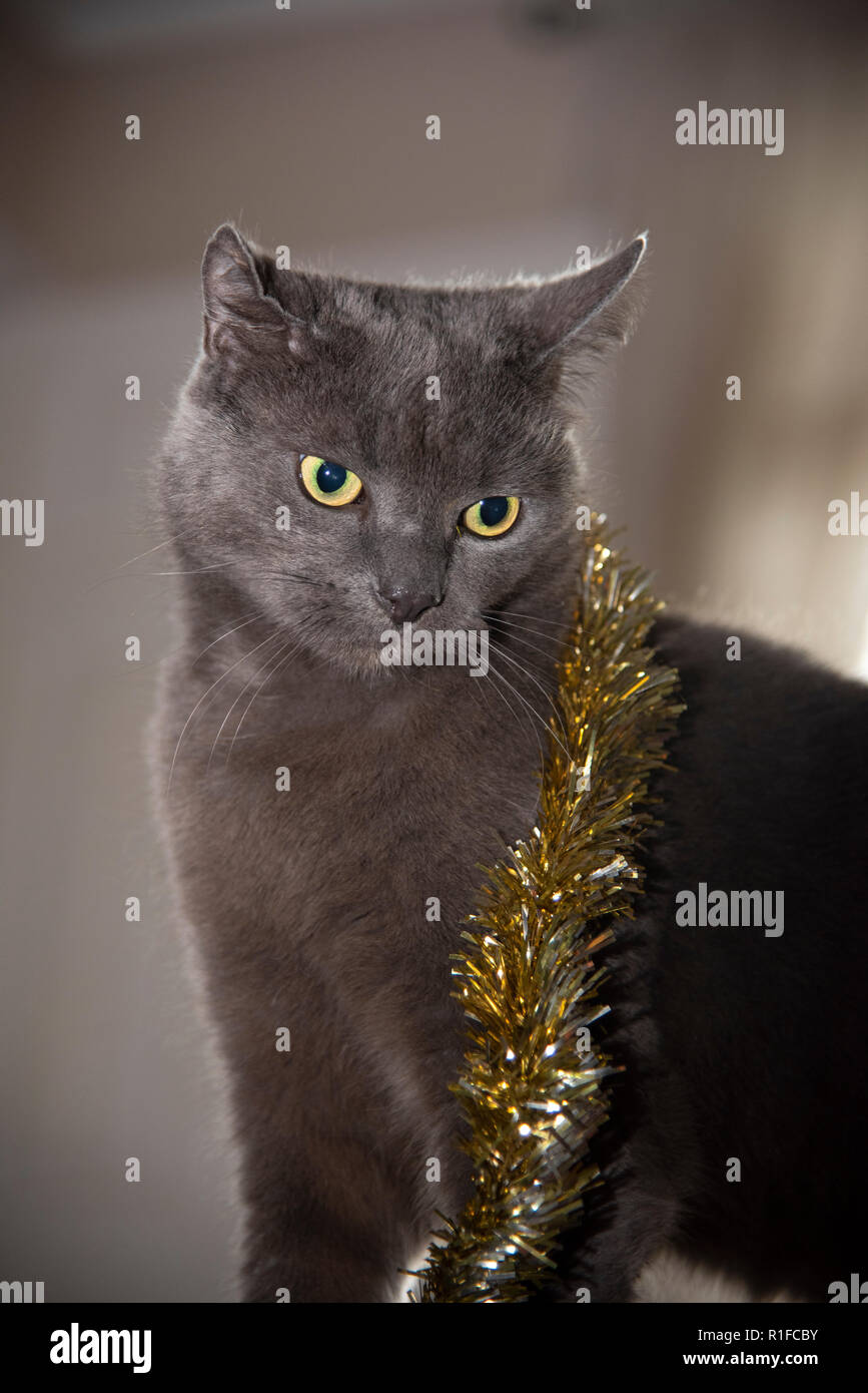 Russian Blue Cross Cat wearing Christmas Decoration! Stock Photo - Alamy