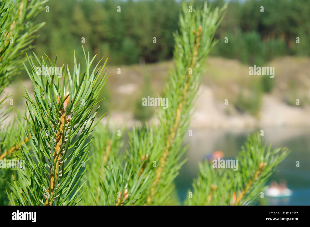 New growth on pine tree branches hi-res stock photography and images ...