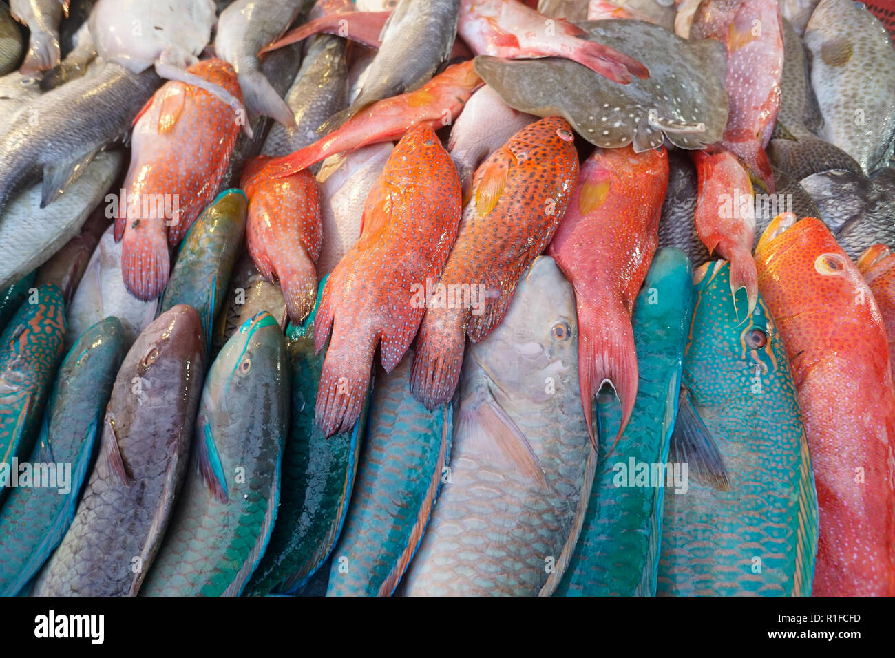 Fresh fishes in a market Stock Photo - Alamy