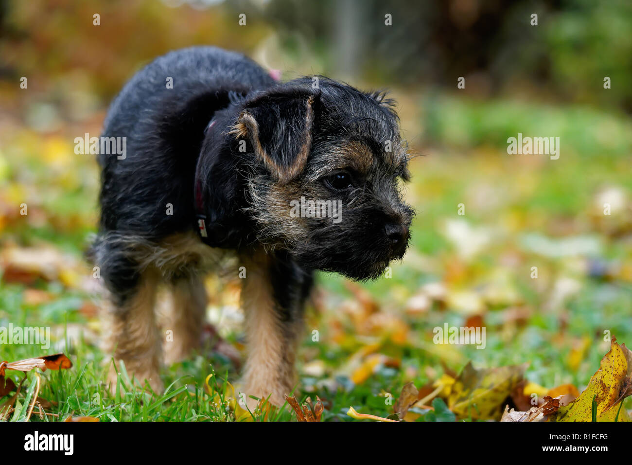 Blue border terrier hi-res stock photography and images - Alamy