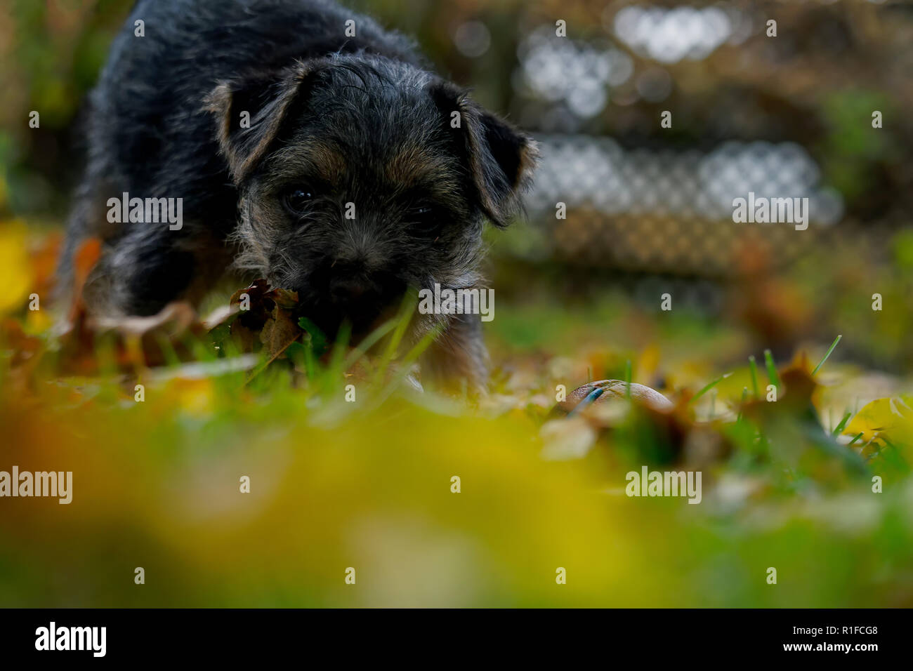 Blue border terrier hi-res stock photography and images - Alamy