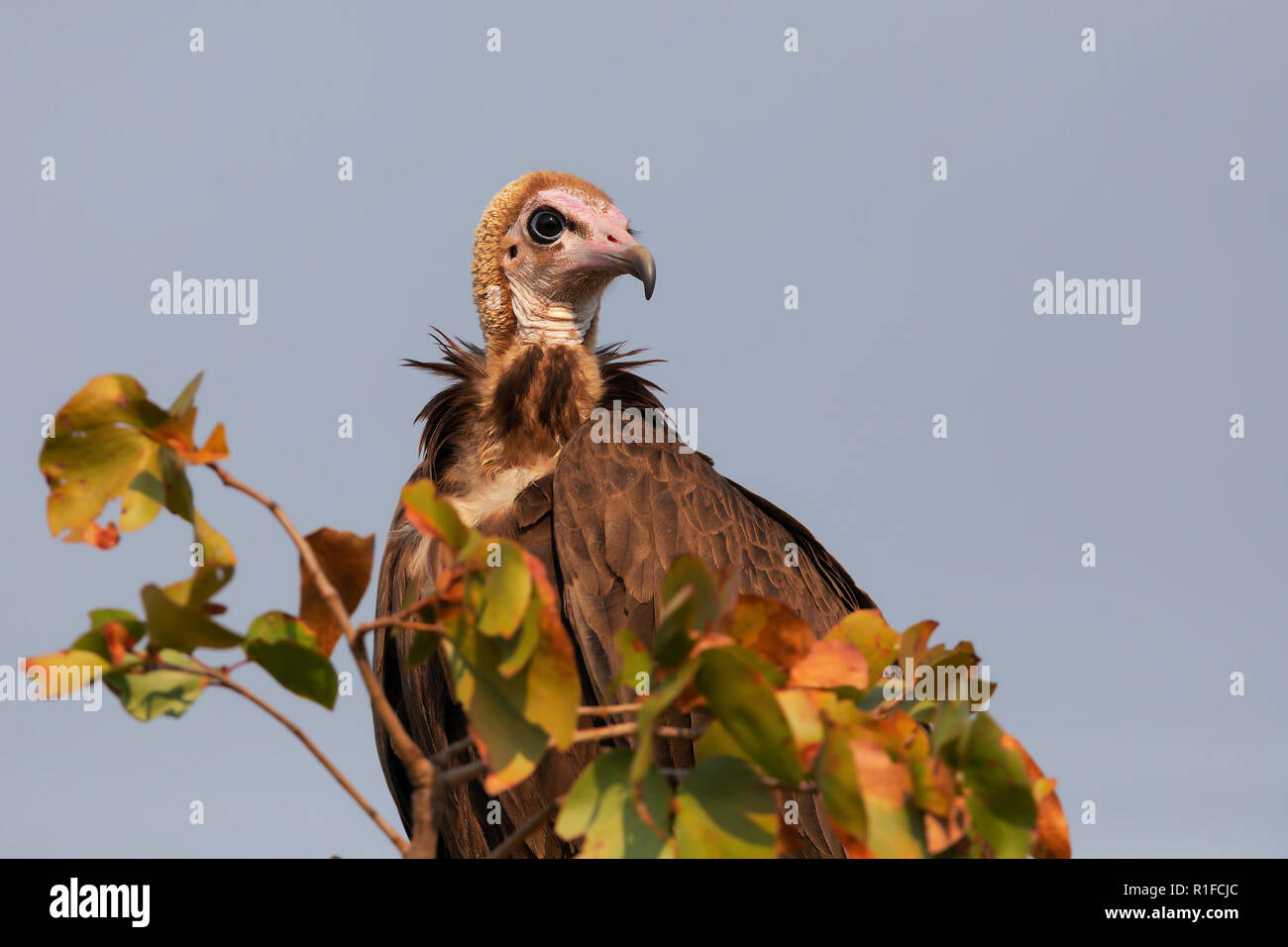 Common vulture species hi-res stock photography and images - Alamy