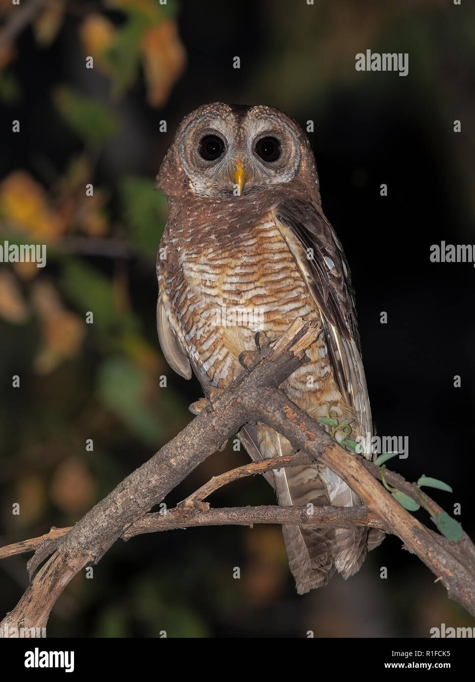 African owl species hi-res stock photography and images - Alamy