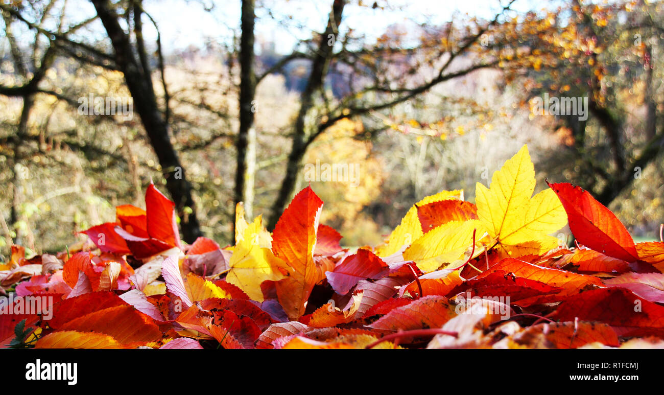 Beautiful bright colors hi-res stock photography and images - Alamy