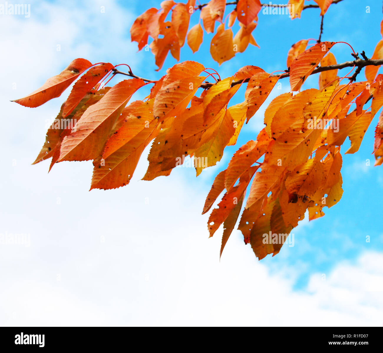 Beautiful bright colors hi-res stock photography and images - Alamy