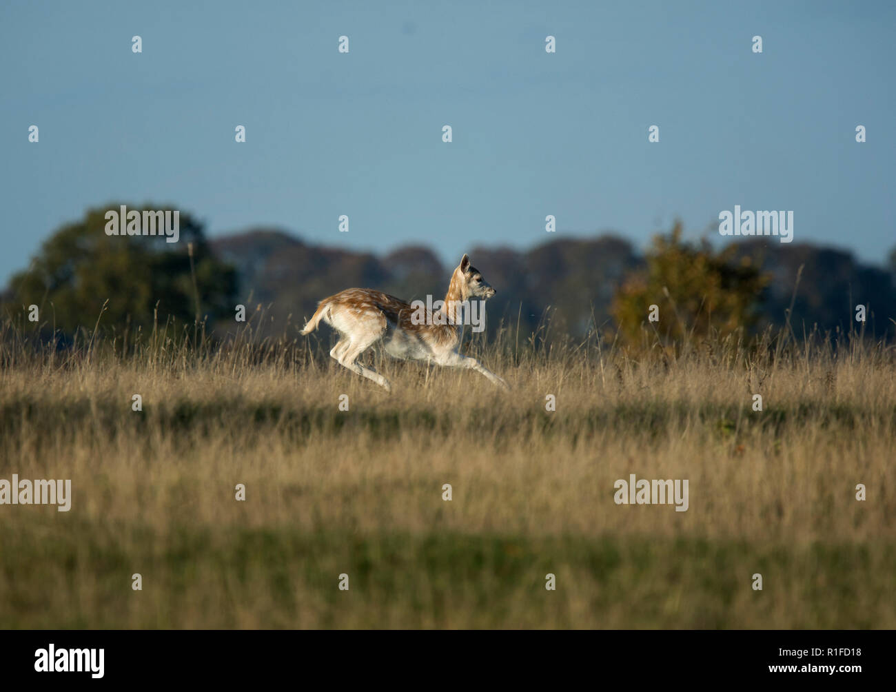 Spotty Fallow deer, Dama dama, jumping in long grass, Fountains Abbey ...