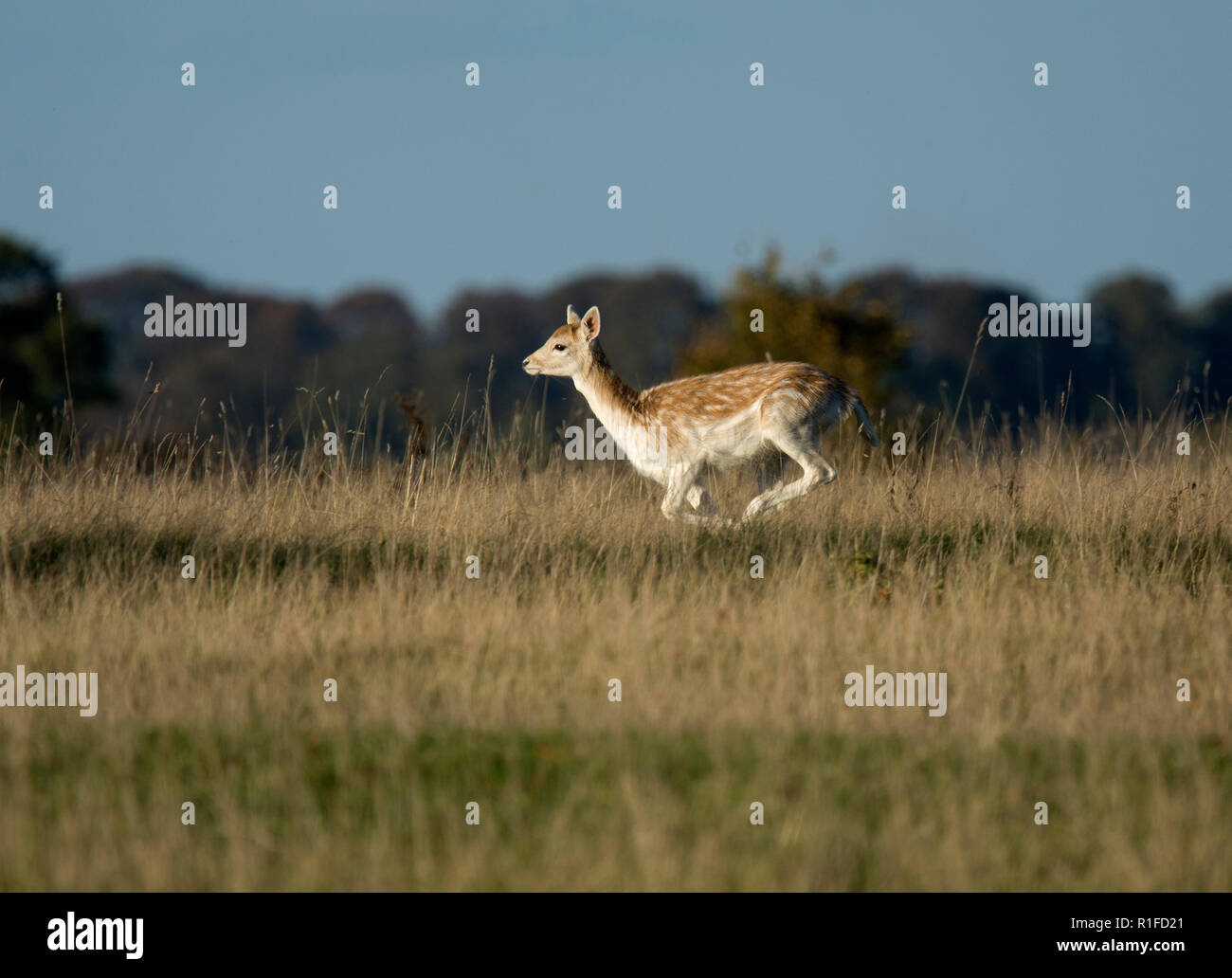 Spotty Fallow deer, Dama dama, jumping in long grass, Fountains Abbey ...