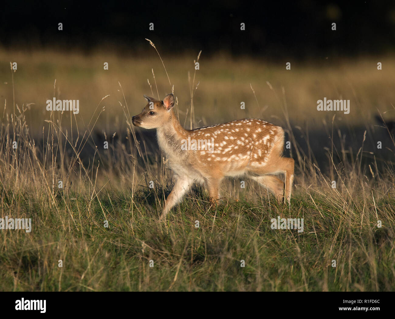 Young Fallow deer, Dama dama, in long grass, Fountains Abbey, North ...