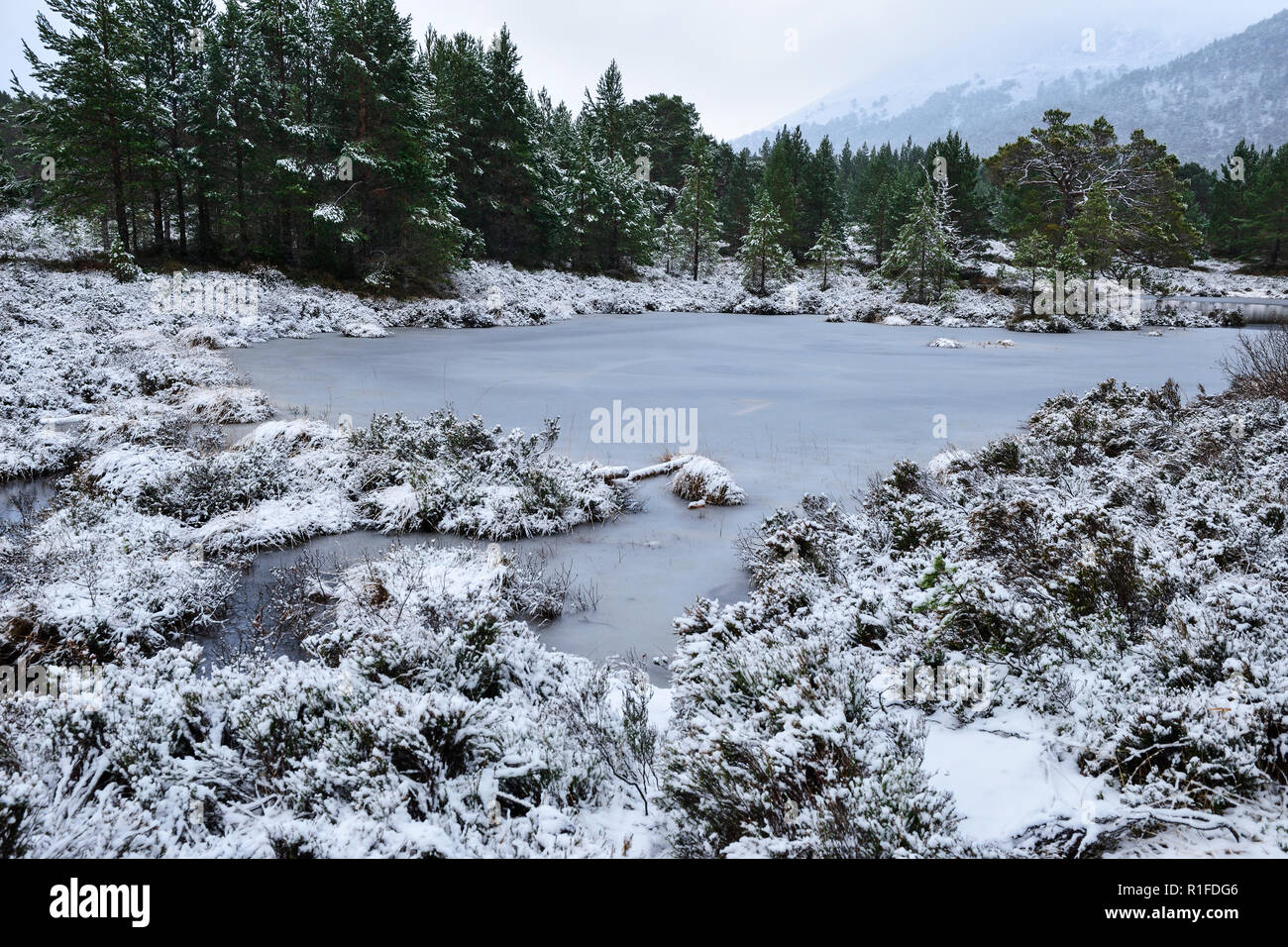 Rothiemurchus pine forest cairngorms hi-res stock photography and ...