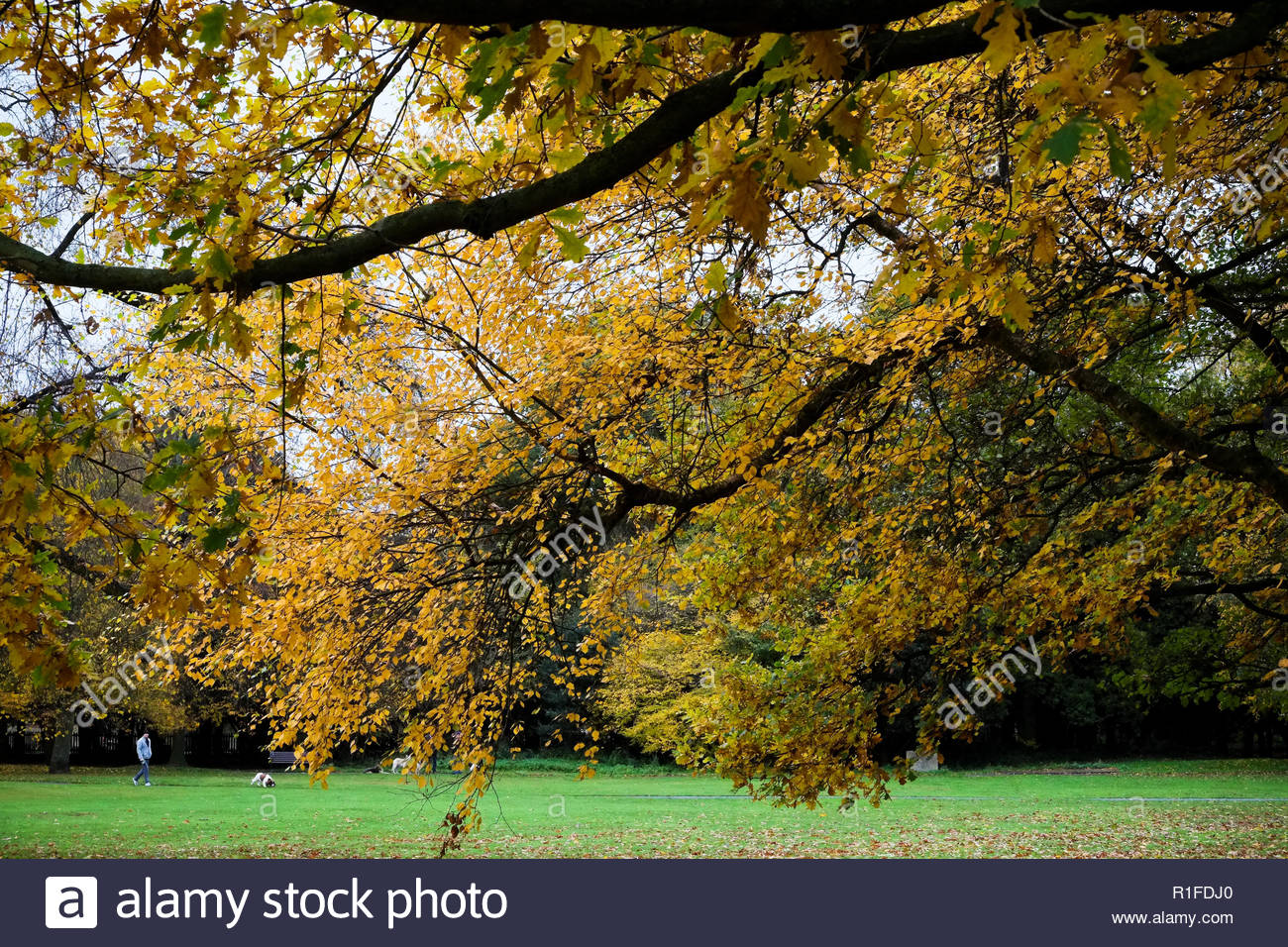 Autumn Trees Uk High Resolution Stock Photography and Images - Alamy