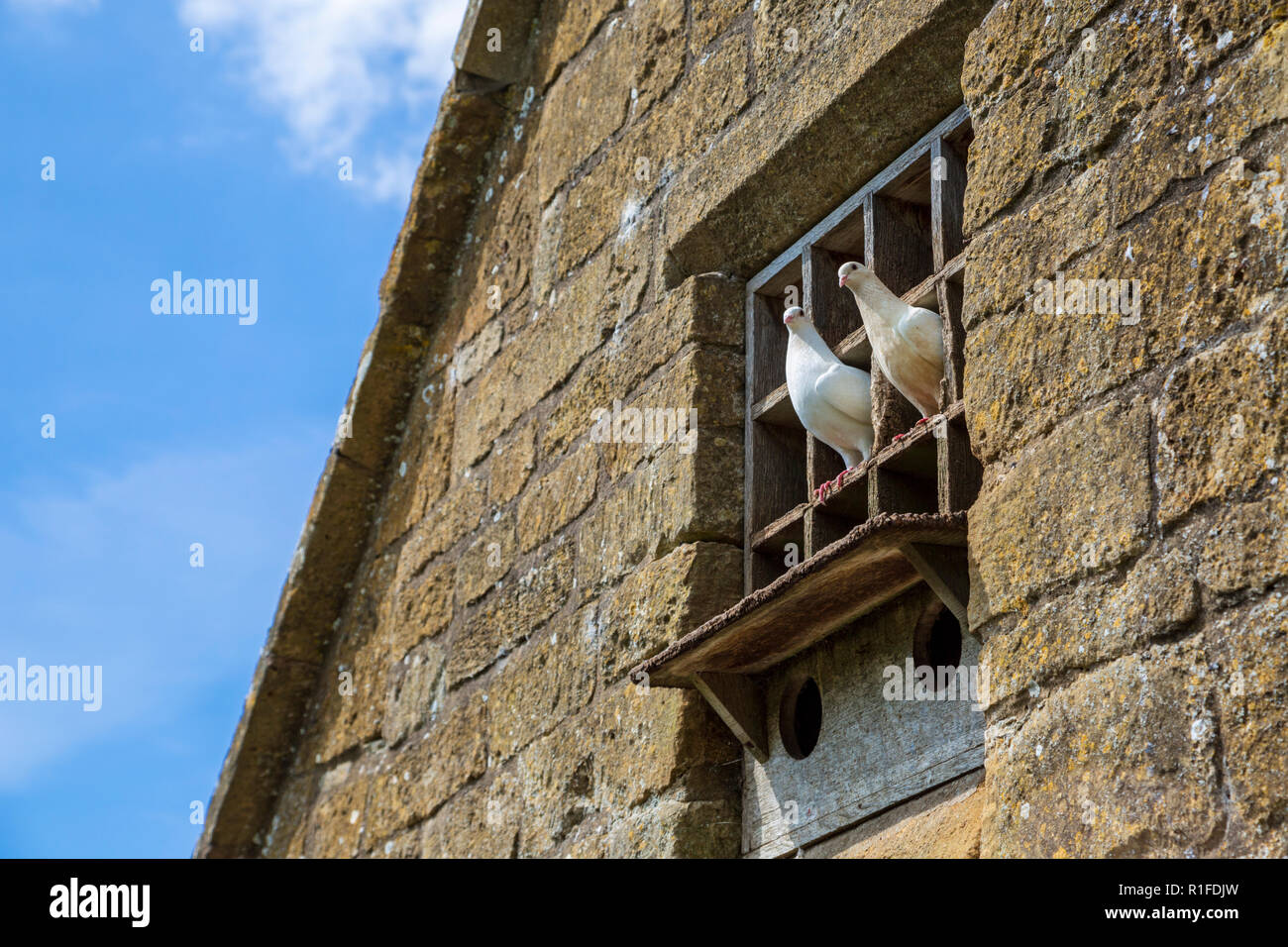 Doves at dovecote hi-res stock photography and images - Alamy
