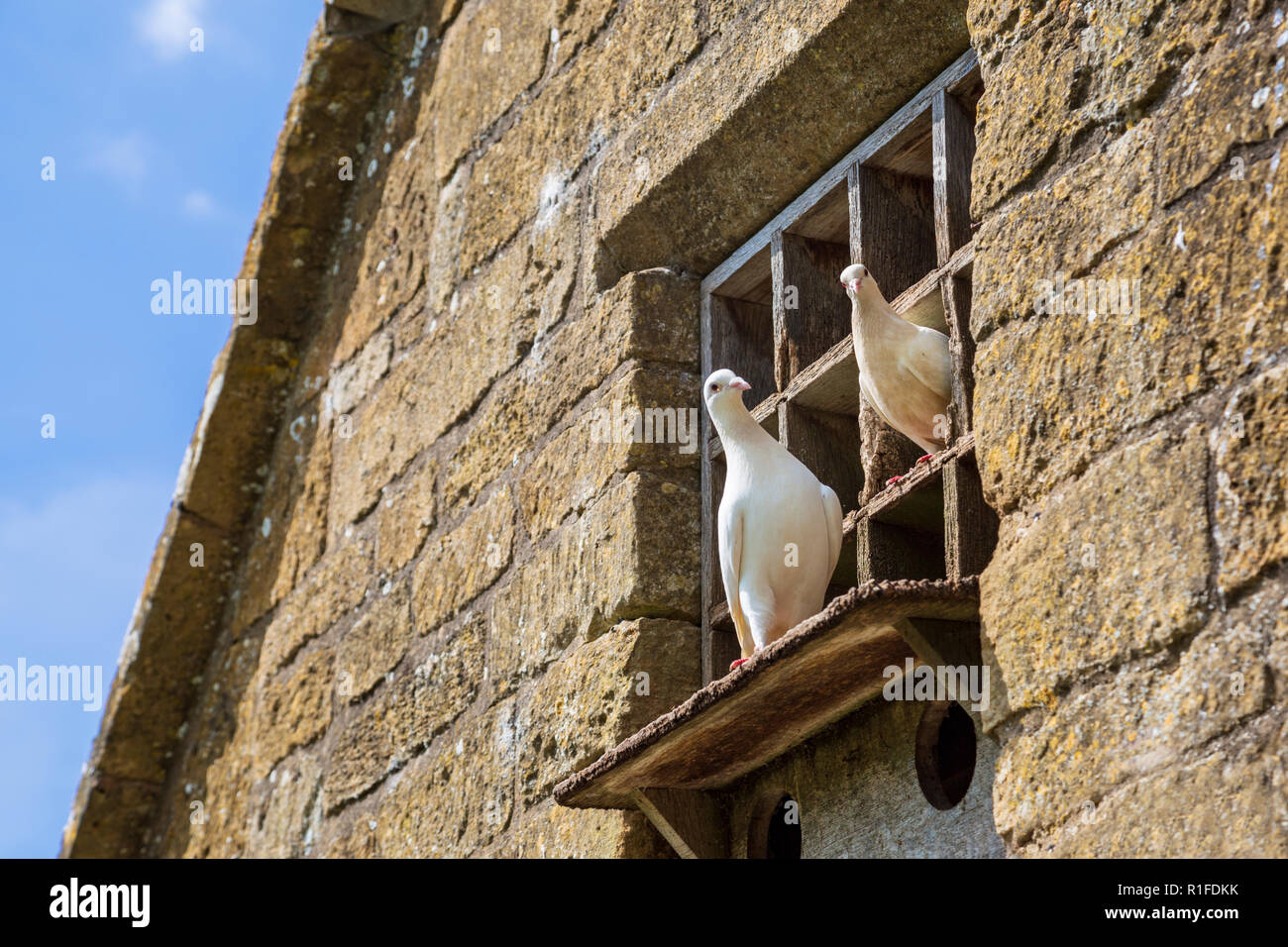 Doves at dovecote hi-res stock photography and images - Alamy