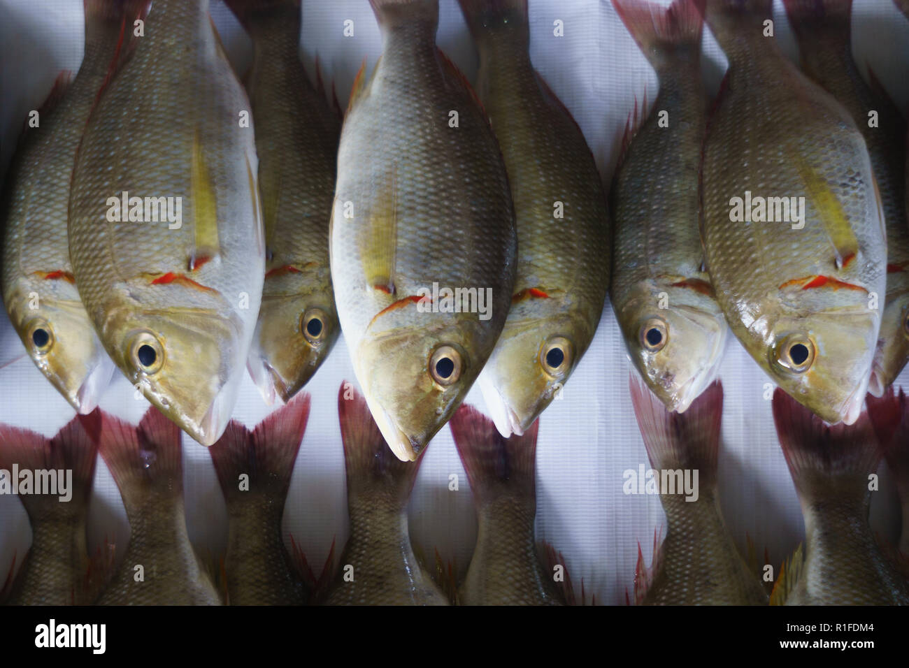 Fish catch display hi-res stock photography and images - Alamy