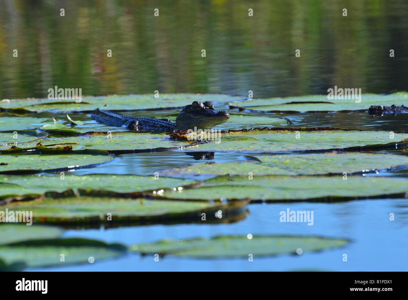 American alligator lily pads hi-res stock photography and images - Alamy