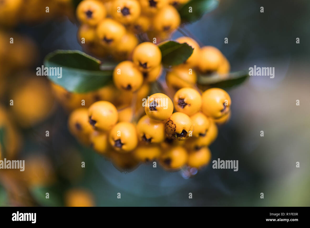 Beautiful yellow colors in a macro berries shot, switzerland Stock ...