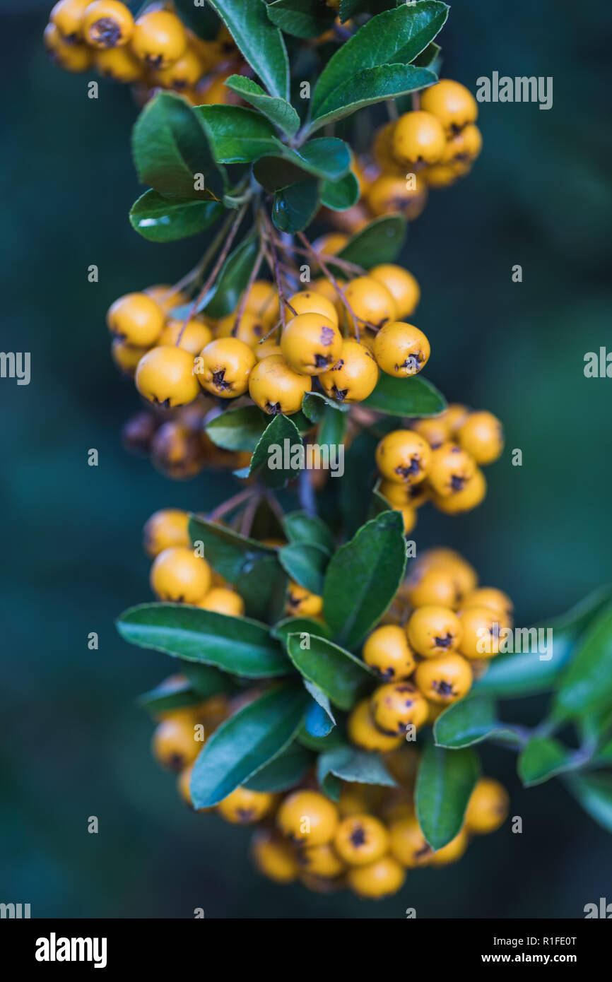 Beautiful yellow colors in a macro berries shot, switzerland Stock ...