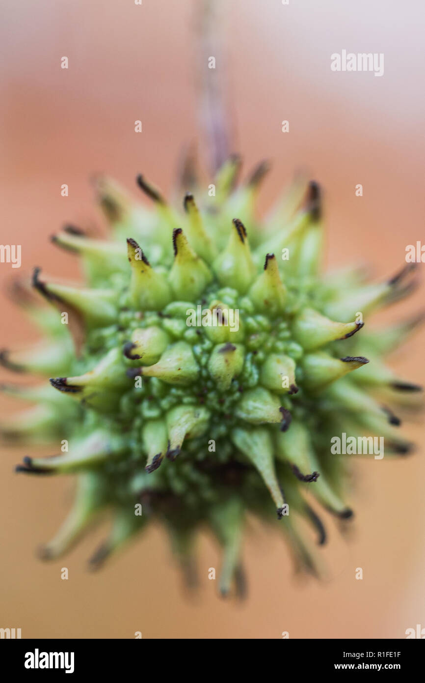 macro shot of green chestnut on defocused background, switzerland Stock ...