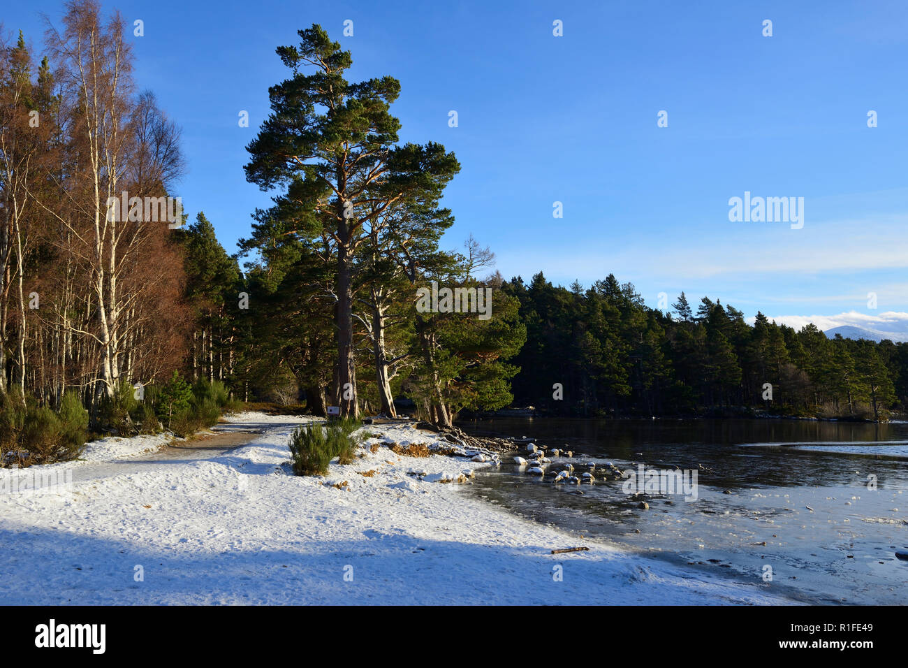 Rothiemurchus pine forest cairngorms hi-res stock photography and ...