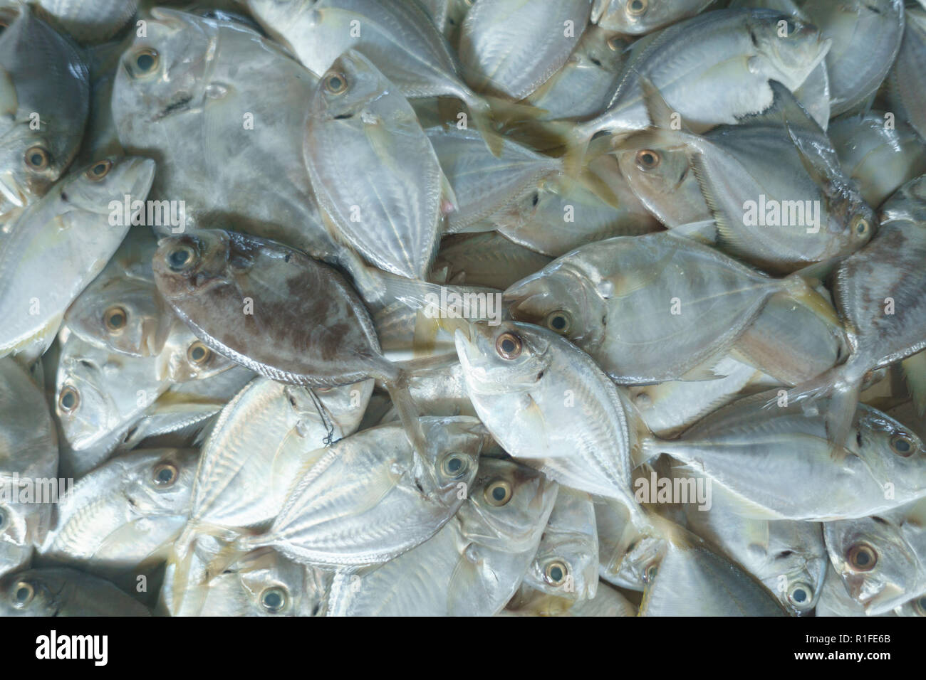 Fish market seafood philippines hi-res stock photography and images - Alamy