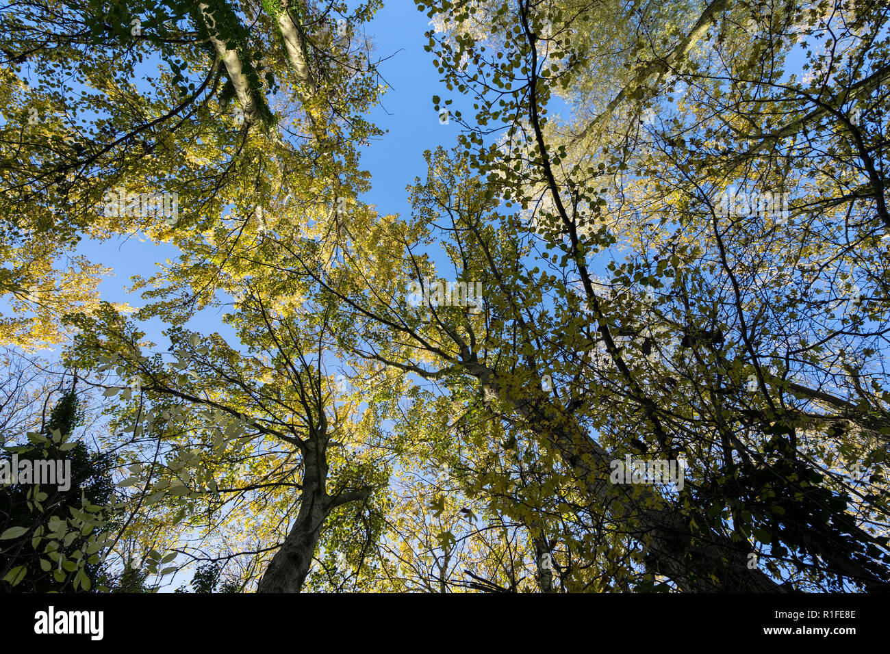 Canopy of tree tops hi-res stock photography and images - Alamy