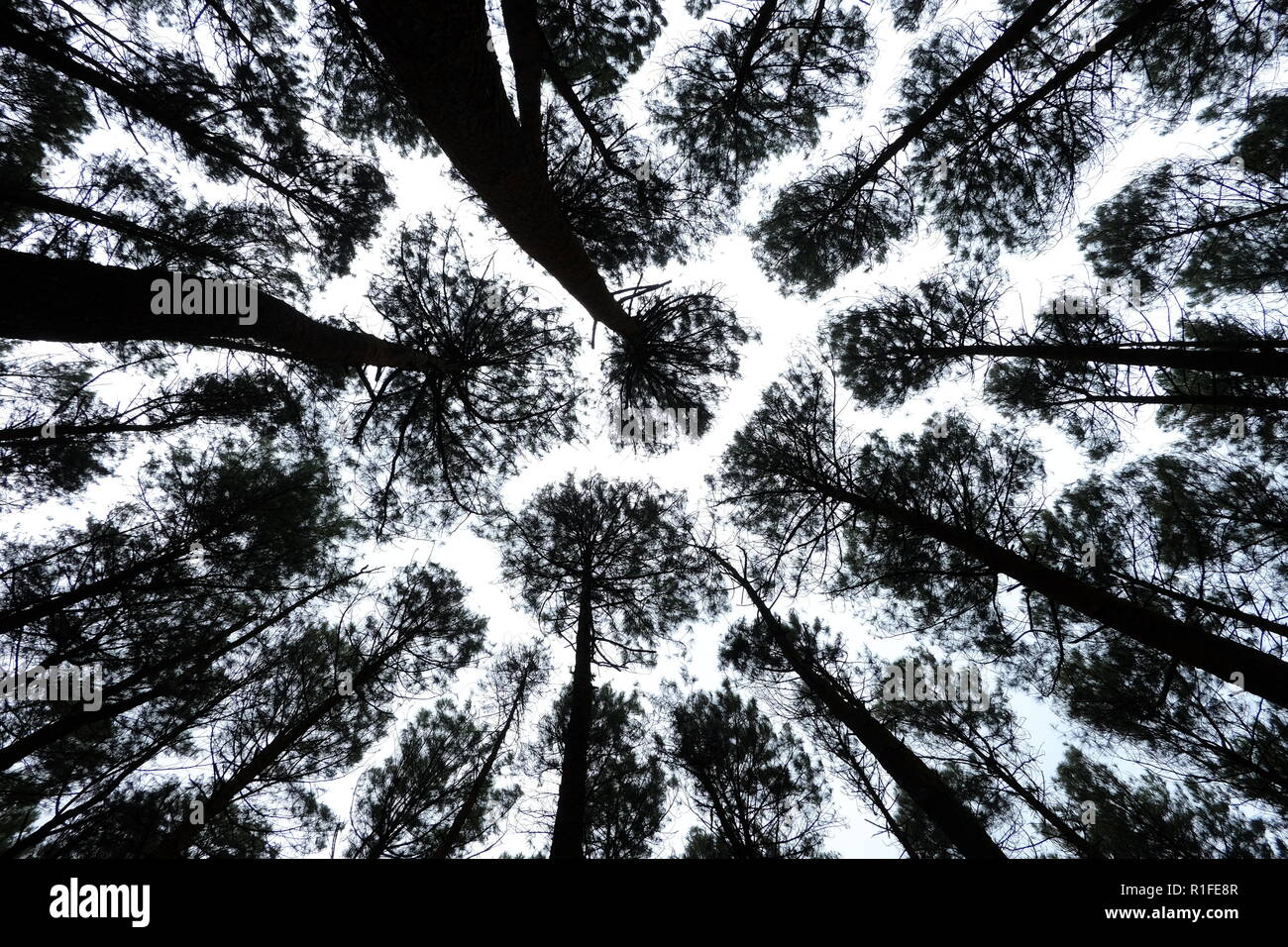 Nature roof hi-res stock photography and images - Alamy