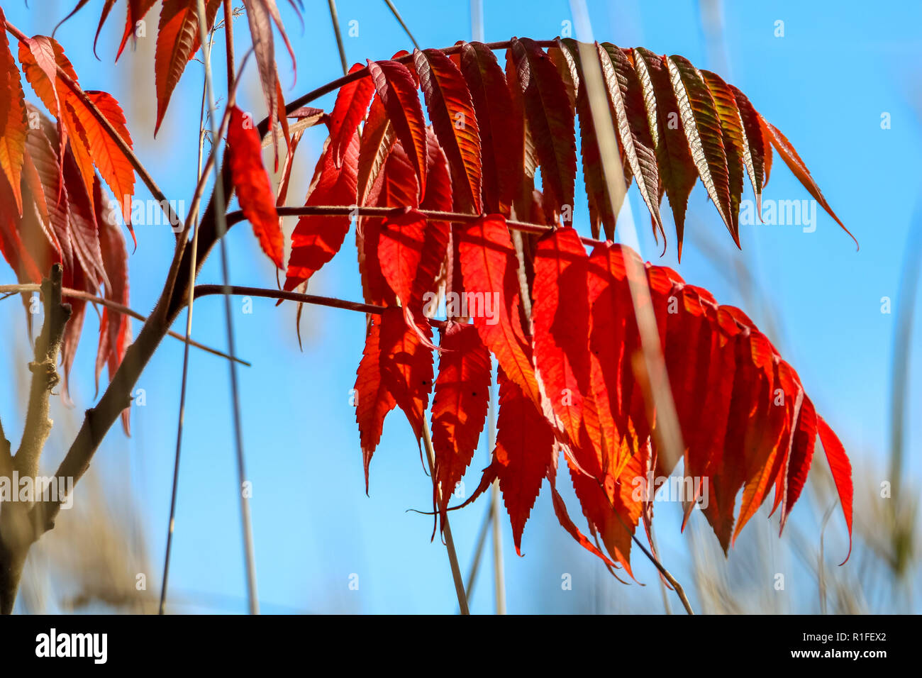 Colorful vibrant leaves on a sumac plant during the autumn season in ...