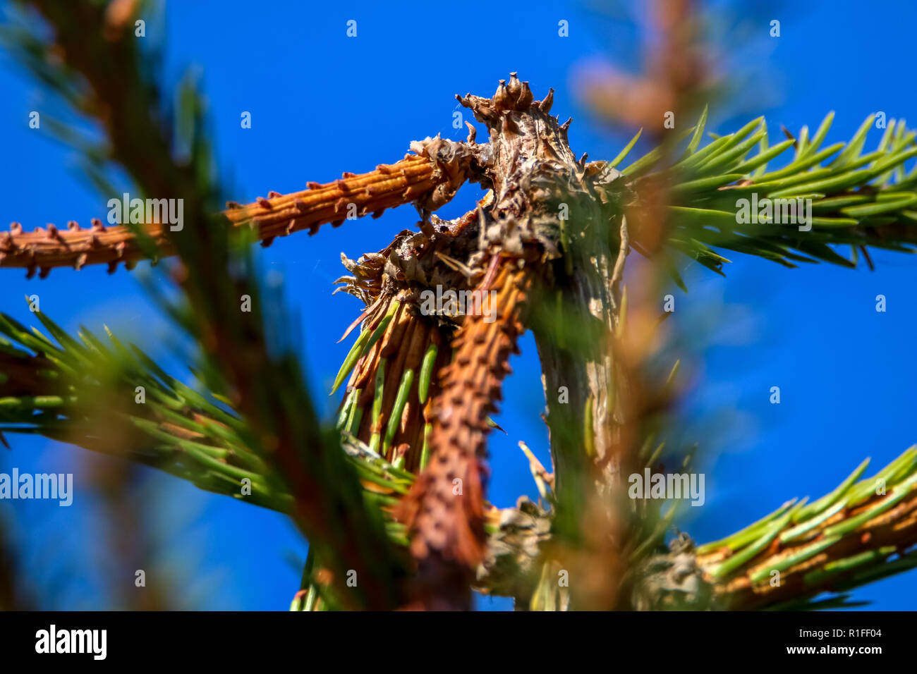 Spruce top on bright blue sky background. Fir tree top with needles in ...