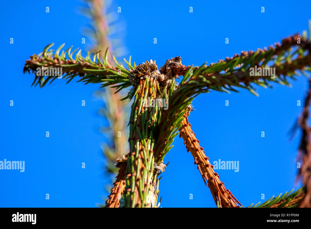 Coniferous fir hi-res stock photography and images - Alamy