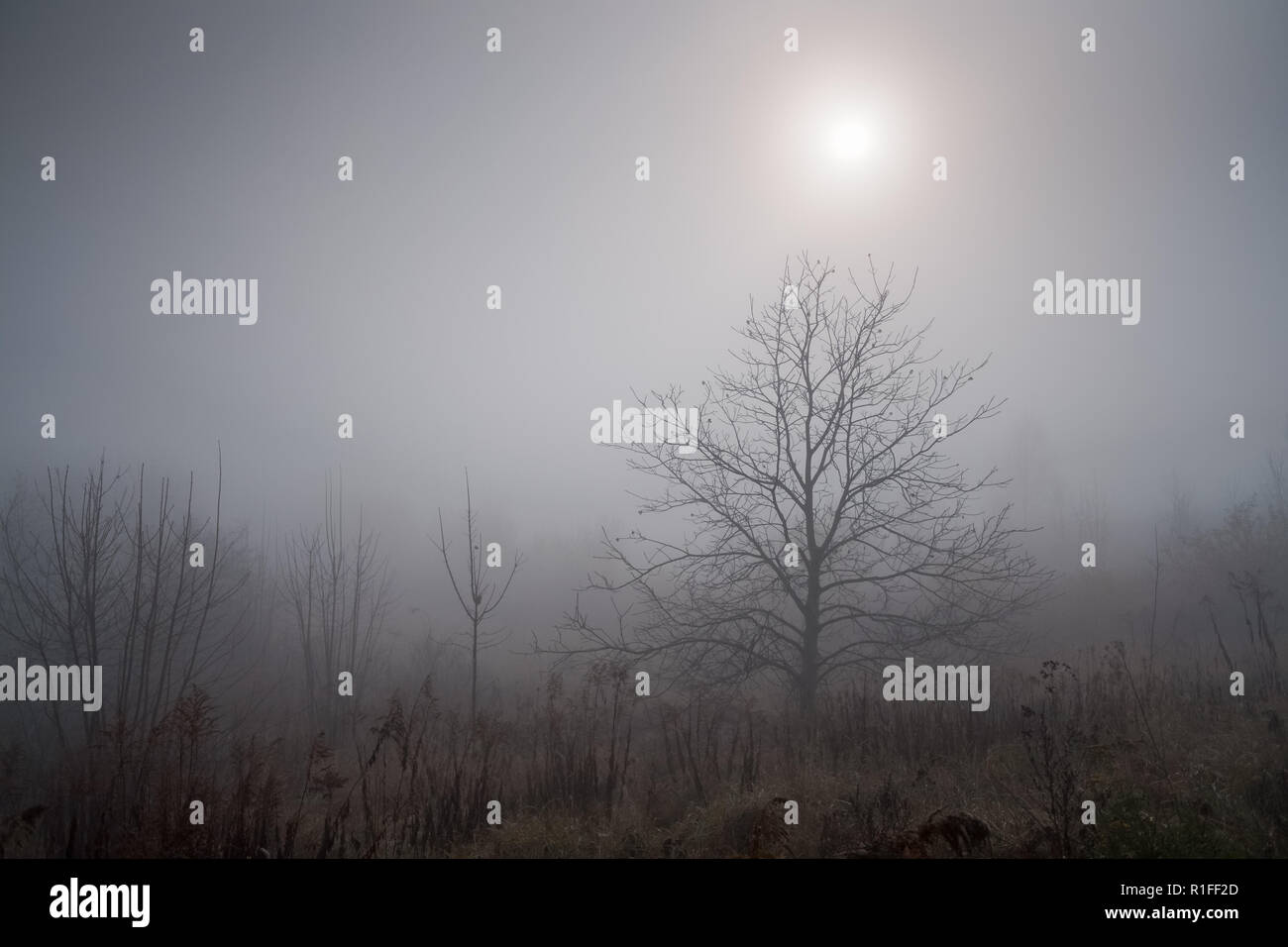Free included hi-res stock photography and images - Alamy