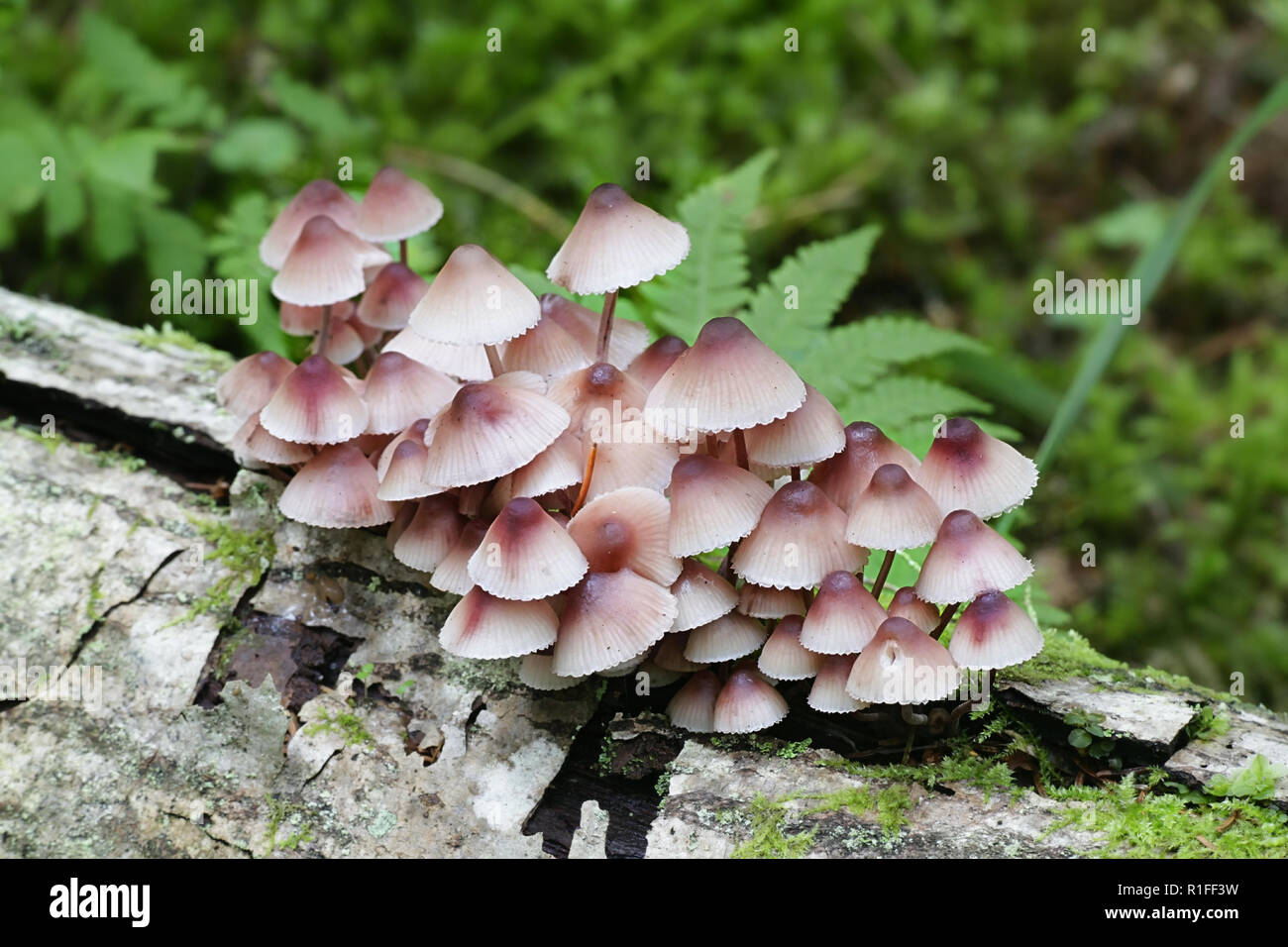 Mycena haematopus hi-res stock photography and images - Alamy