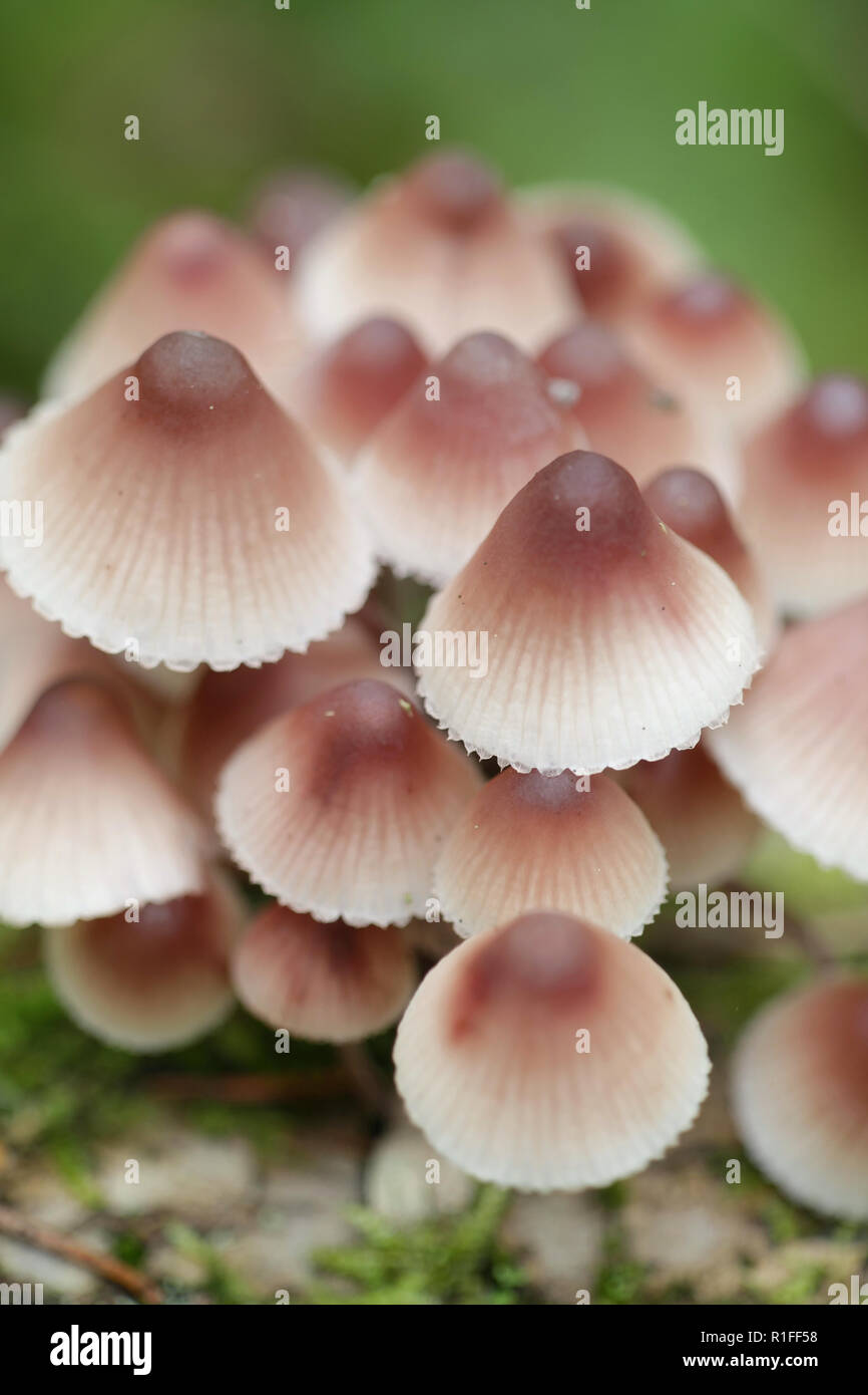 Mycena haematopus, commonly known as the bleeding fairy helmet, the ...