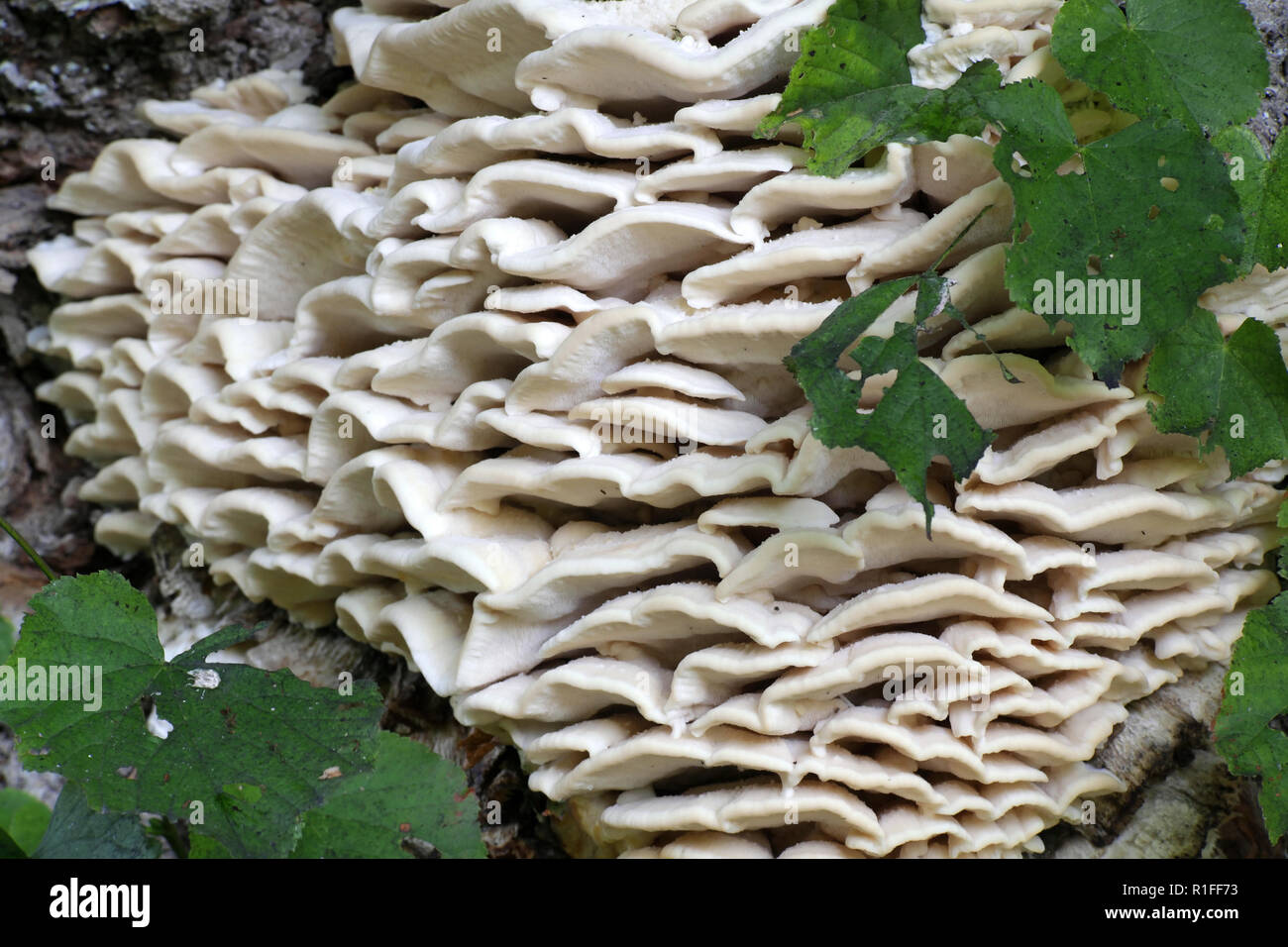 Northern tooth fungus, Climacodon septentrionalis Stock Photo - Alamy