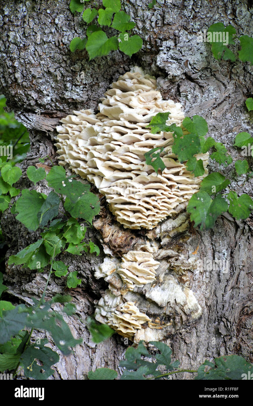 Tooth Fungi Stock Photos & Tooth Fungi Stock Images - Alamy