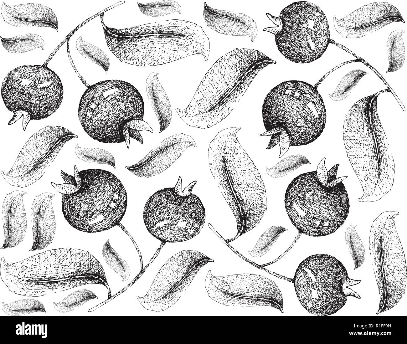 Berry Fruit, Illustration Wallpaper of Hand Drawn Sketch of Fresh ...