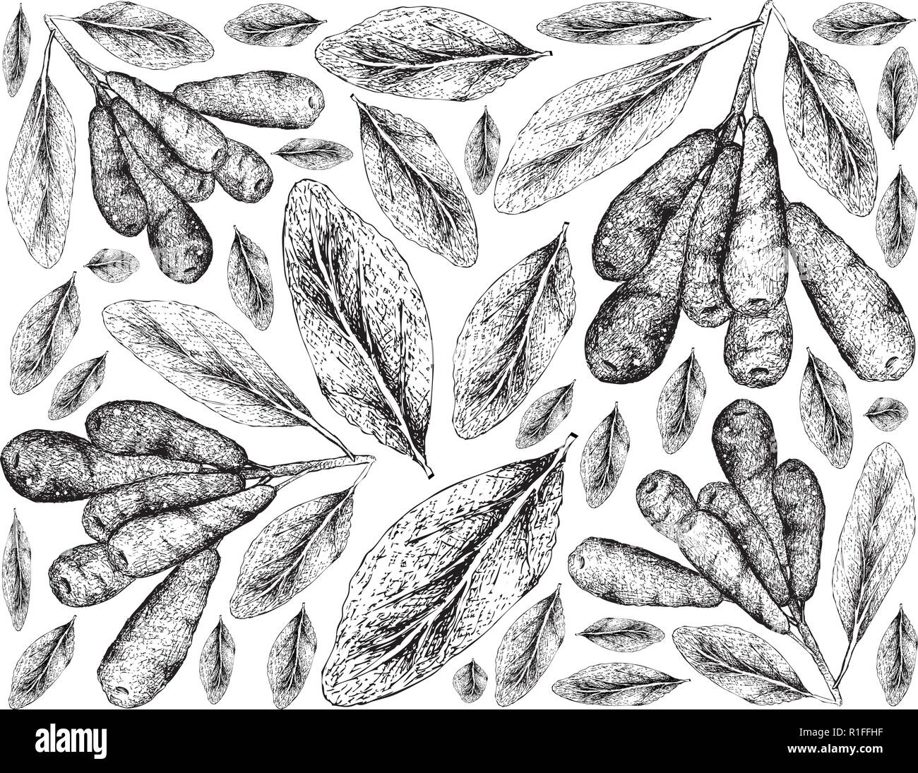 Tropical Fruit, Illustration Wallpaper of Hand Drawn Sketch Honeyberry ...
