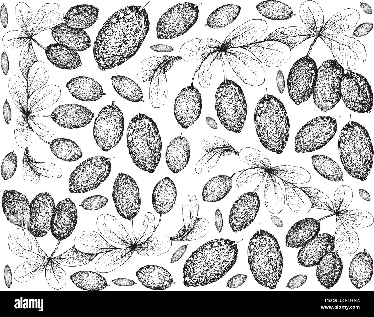 Berry Fruit, Illustration Wallpaper of Hand Drawn Sketch of Fresh ...