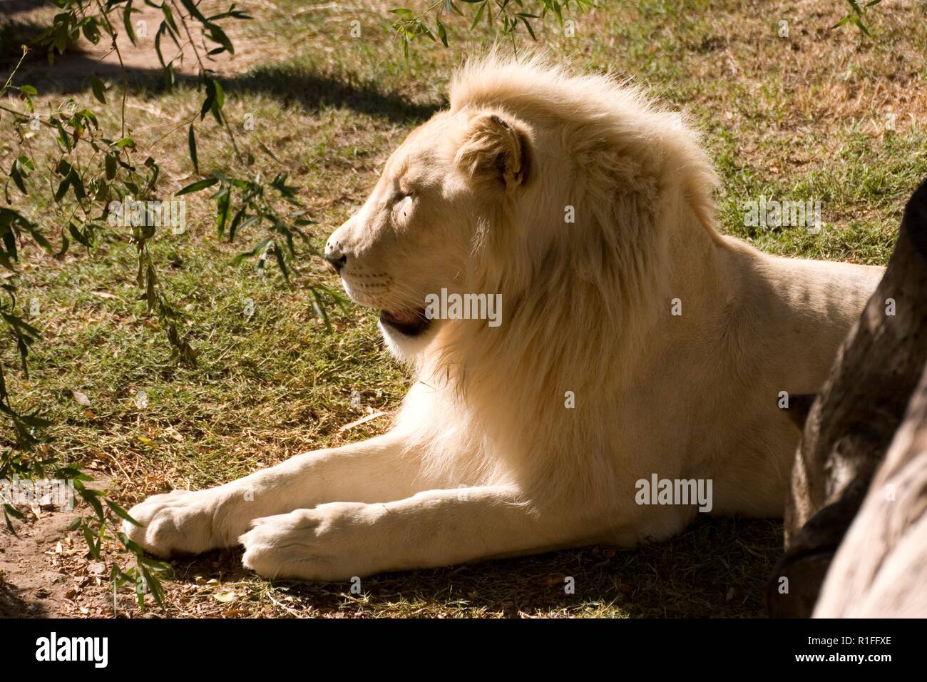 Lion breeding south africa hi-res stock photography and images - Alamy