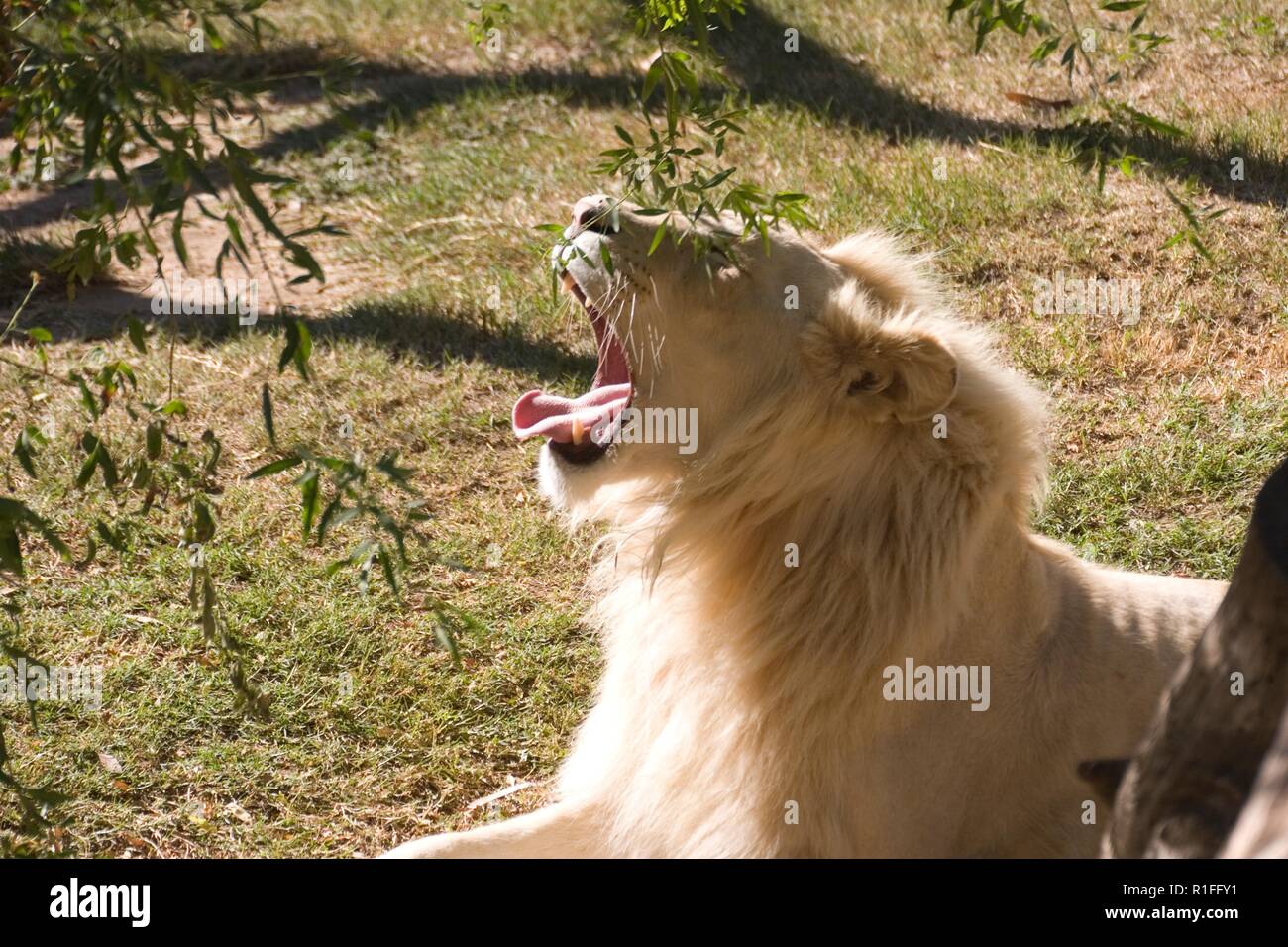 white lion, cango wildlife ranch, south Africa Stock Photo - Alamy