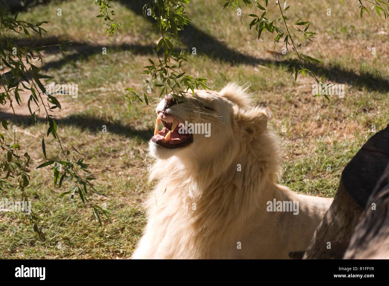 white lion, cango wildlife ranch, south Africa Stock Photo - Alamy
