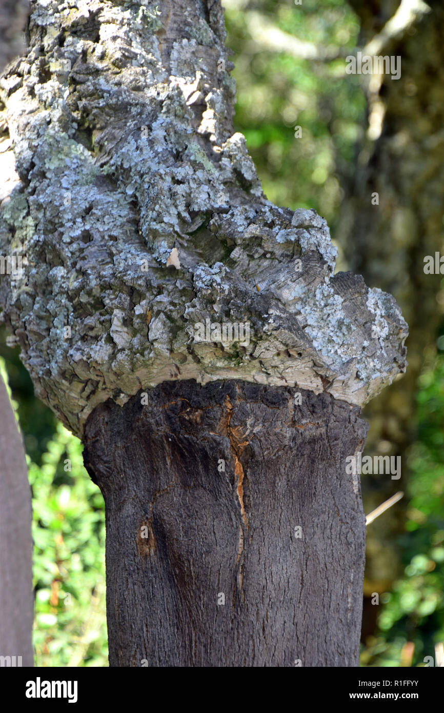 macro shot of cork oak tree bole, harvested trunk of a quercus suber ...
