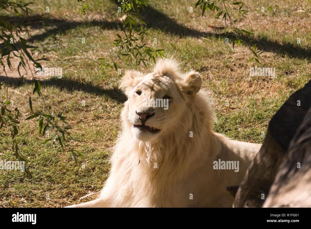 white lion, cango wildlife ranch, south Africa Stock Photo - Alamy